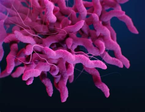 Síntomas Y Tratamiento Del Campylobacter Ambar Lab