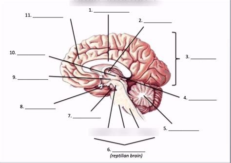 Brain Structure Diagram Quizlet