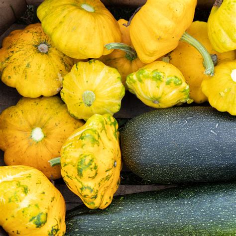 Yellow Squash And Green Zucchini Fresh Vegetables Abc Gardening