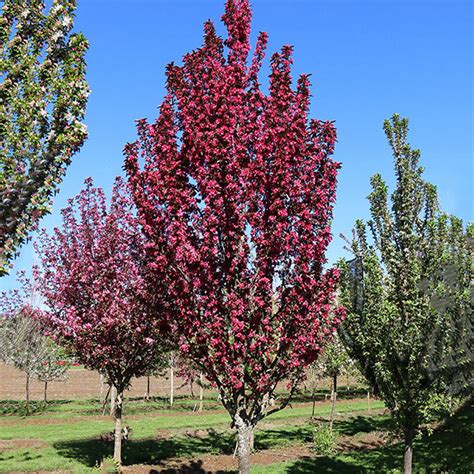 Raspberry Spear Crabapple Ray Wiegands Nursery And Garden Center