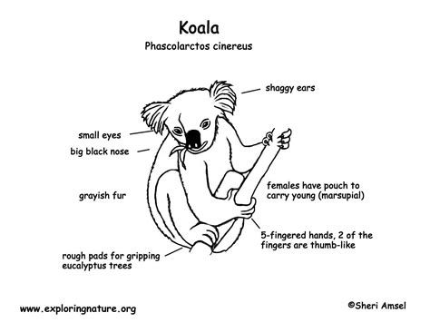 Koala Diagram Artofit