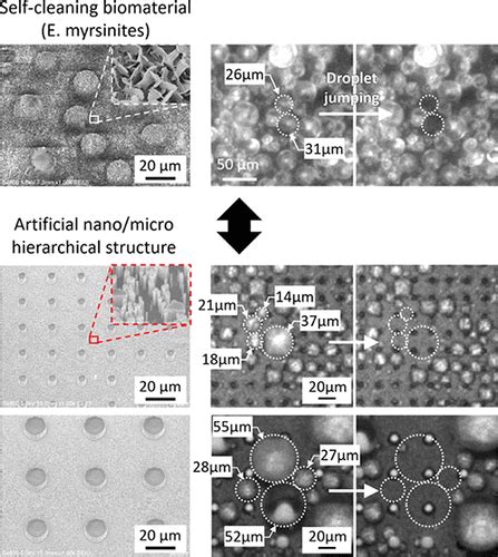 Condensation Behavior Of Hierarchical Nanomicrostructured Surfaces Inspired By Euphorbia