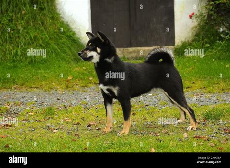 Shiba Inu Black Full Grown