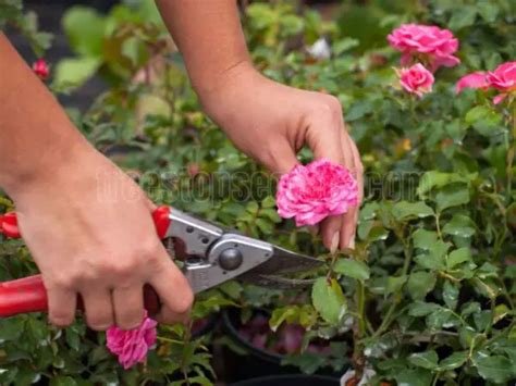 Rose Pruning Tips