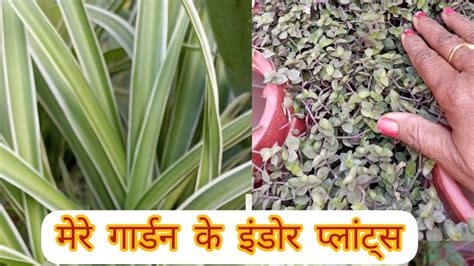 Viral Trending Youtube Youtube