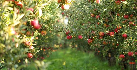 🍎 County Line Orchard Located In Hobart Indiana