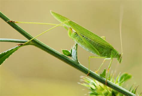 Female Specimen Of Phaneroptera Falcata Poda 1761 From Se Latvia