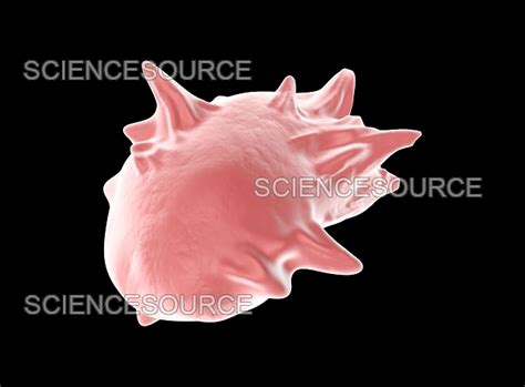 Hypertonic Red Blood Cell