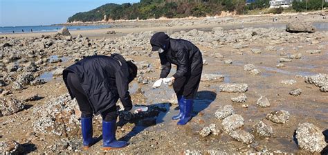 10월게눈후기 바위갯벌에서 지내는 생물들 인천녹색연합