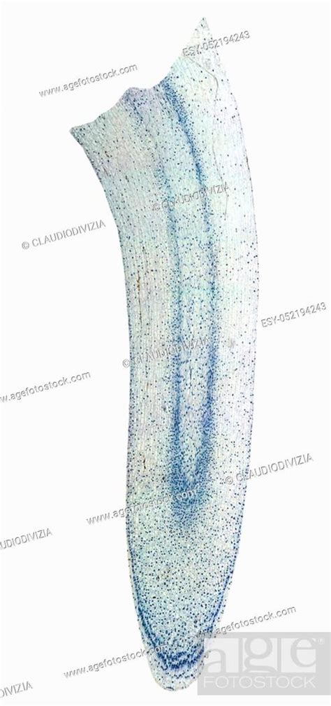 Light Photomicrograph Of Corn Root Tip Cross Section Seen Through Microscope Stock Photo