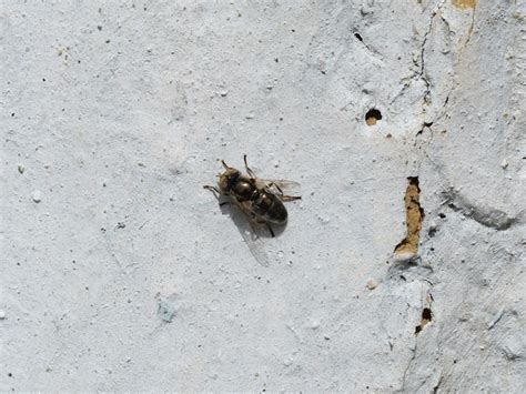 Premium Photo Hoverfly Sitting On A White Wall