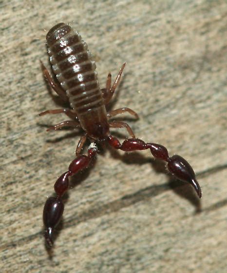 Pseudoscorpion Bugguidenet