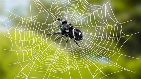5 Poisonous Black Spider With White Spot On Back In 2023