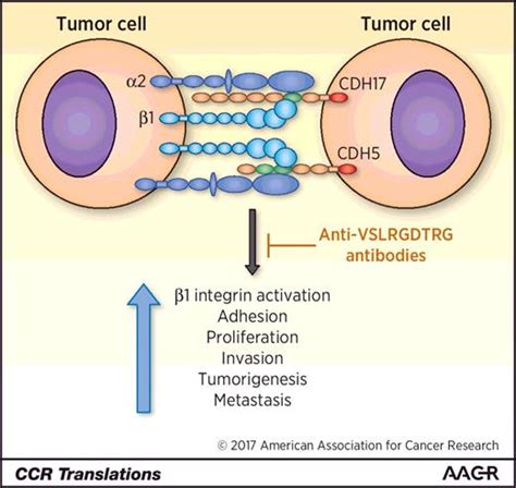 Targeting Cdh17 In Cancer When Blocking The Ligand Beats Blocking The