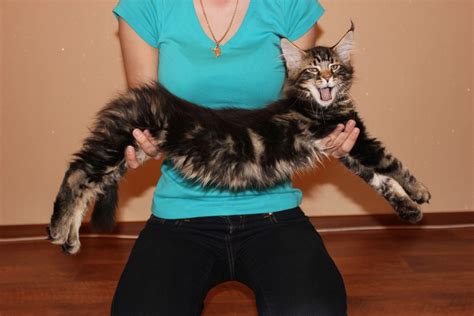 Мейн кун с человеком 48 фото подборки картинок Fonowik Club