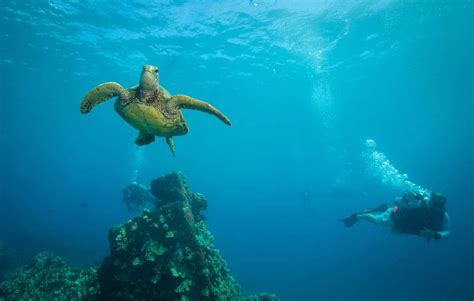 Turtle Canyon Snorkeling Tours On Oahu Hi Compare And Pick The Best