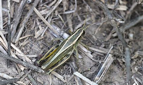 South Dakota Grasshopper Prediction For 2025