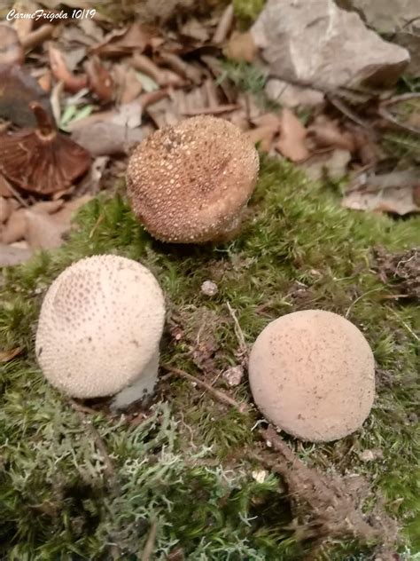 Flora I Paisatge De Llers Pet De Llop