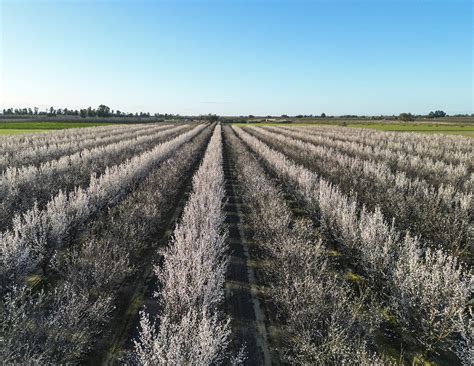 How To Prep Your Nut Orchard For Sale West Coast Nut