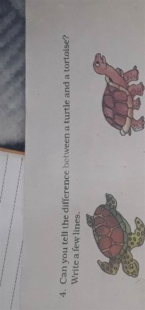 4 Can You Tell The Difference Between A Turtle And A Tortoise Write A F