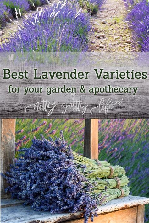 Five Types Of Lavender Why You Should Plant Them Lavender Varieties Herbalist Garden