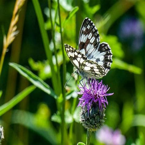 John Centeno Songs List Genres Analysis And Similar Artists Chosic