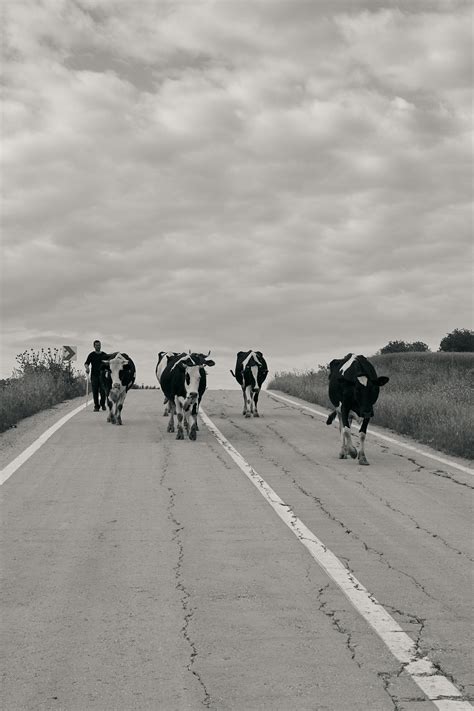 갈대 거친 검정과 녹색 경치 경치가 좋은 고대 나무 고요한 고요함 구름 구름 경치 구름 낀 하늘 구름층 나무 나무 사이 날씨 노란색 녹색 녹지