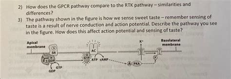 Solved 2 How Does The GPCR Pathway Compare To The RTK Chegg Com