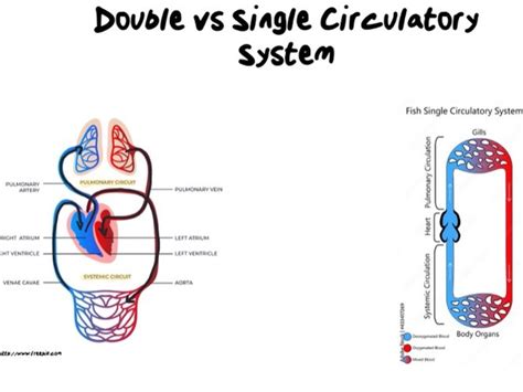 The Circulatory System Teaching Resources