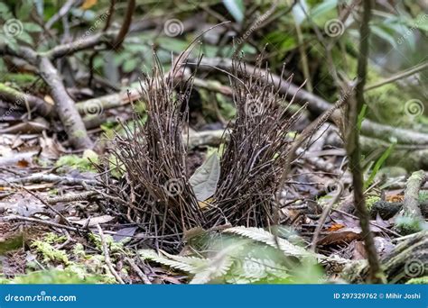 Bower Of Masked Bowerbird Or Sericulus Aureus Observed In West Papua