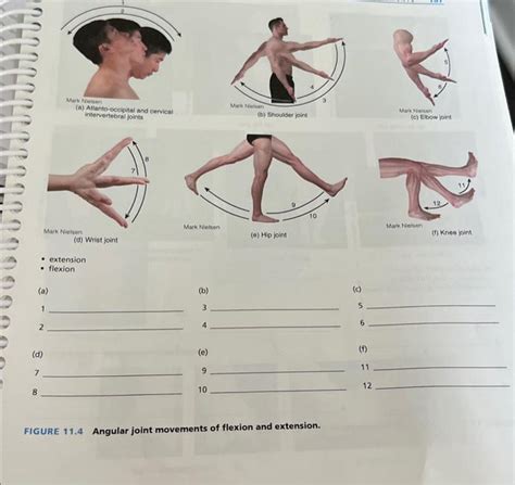 Solved A Atianto Oceipital And Cervical Intervertebral