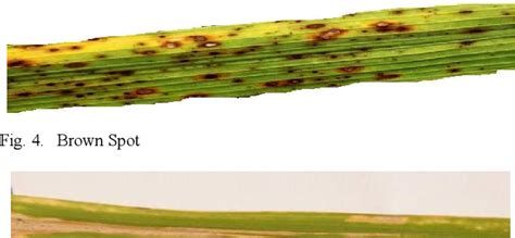 Figure 4 From Drone Based Crop Disease Detection Using Ml Semantic Scholar
