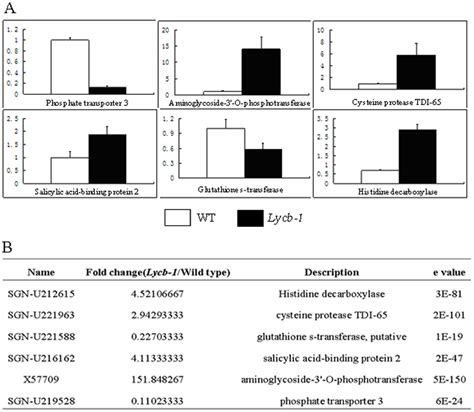 verification of microarray results by real time quantitative
