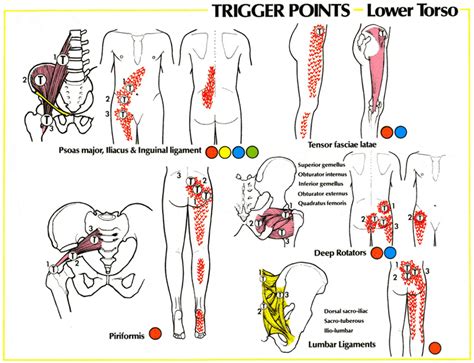 Lower Back Massage Techniques Pressure Points At Stan Denham Blog