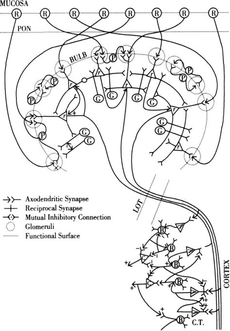 Topology Of The Olfactory Neural System R Olfactory Receptors Pon Download Scientific
