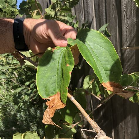 Simple Ways To Protect Your Tree On Windy Days Friends Of Trees