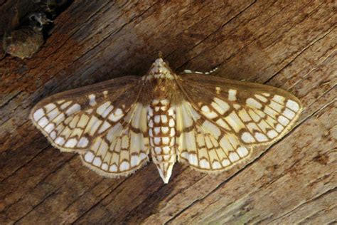 Pyralidae Pybio Paraguay Biodiversidad