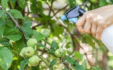 Как обработать деревья от вредителей и болезней весной— Masterprof Season