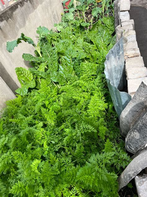 Tawanda Muzhingi On Linkedin Foodsystemstransformation 21 Comments