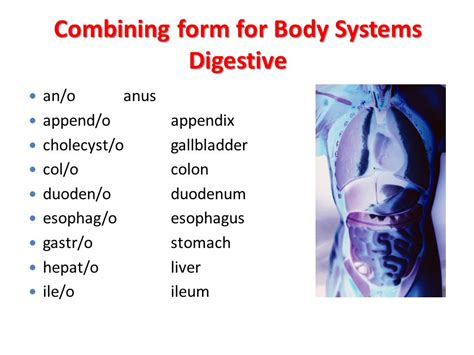 The Combining Form For Liver Is