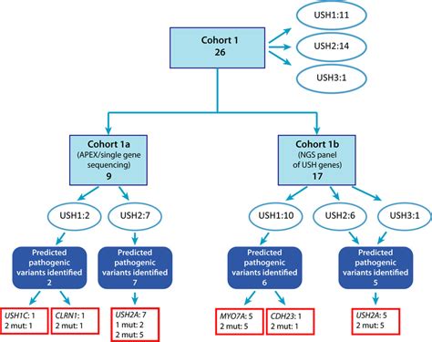 Flow Diagram Of The Mutation Screening Of Cohort 1 The Figure Shows An Download Scientific