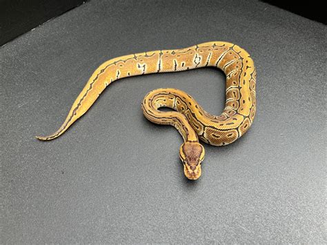 Boa Constrictor Eating Blockgolik