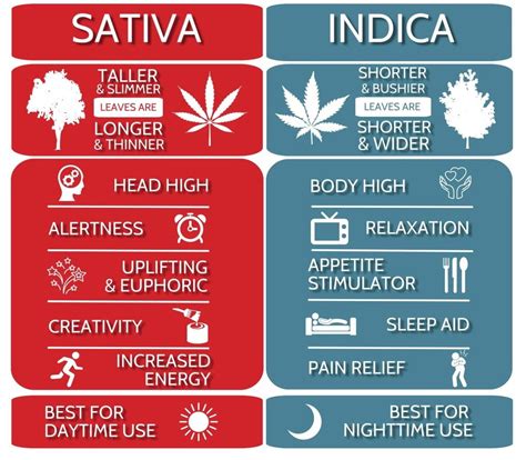 Understanding The Differences Between Sativa Indica And Hybrid