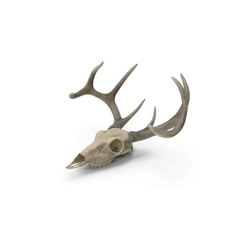Deer Skull Clipart Png Deer Skull Png Skull Design Png Deer Antlers My Xxx Hot Girl