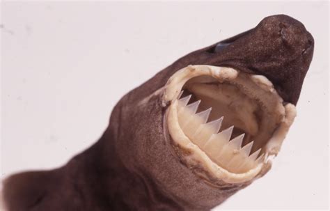 Cookiecutter Shark Teeth