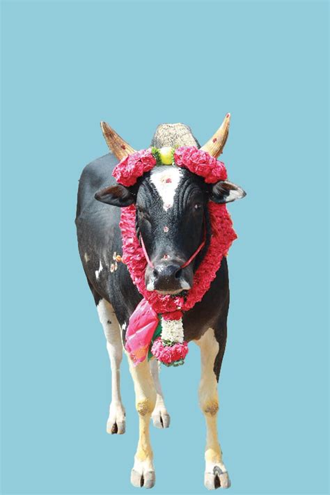 K Annamalai On Twitter ஜல்லிக்கட்டு பேரவை மாநிலத் தலைவர் திரு பி ராஜசேகரன் அவர்கள் நடத்திய