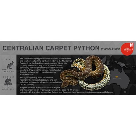 Centralian Carpet Python Morelia Bredli Black Series Vivarium Labe