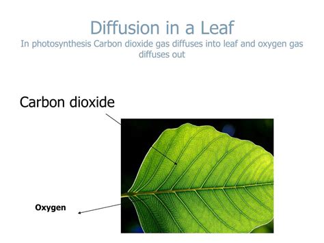 PPT Chapter Diffusion And Osmosis PowerPoint Presentation Free Download ID