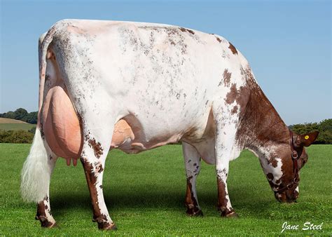 Cotonhall Dairy Shorthorns Cotonhall Dairy Shorthorns