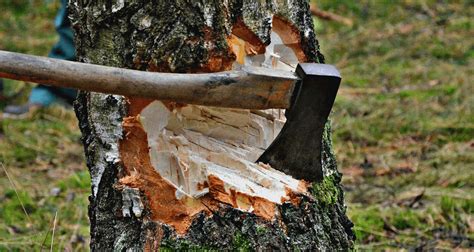 What Is The Tree Removal Cost Per Tree Timber Works Tree Care